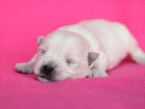 ウェストハイランドホワイトテリア（ウェスティー）関西から紹介 | ペットショップ子犬専門ドッグサーチ